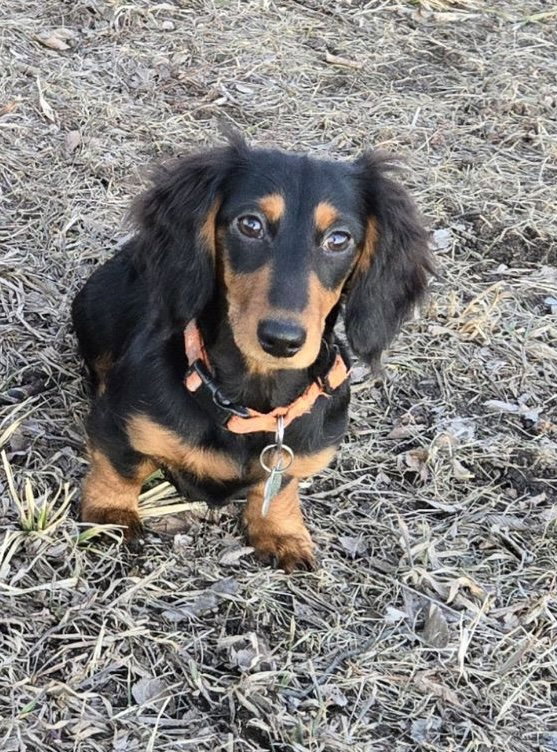 Dog for Adoption - Rollie, a Dachshund in Sioux Falls, SD | Alpha Paw