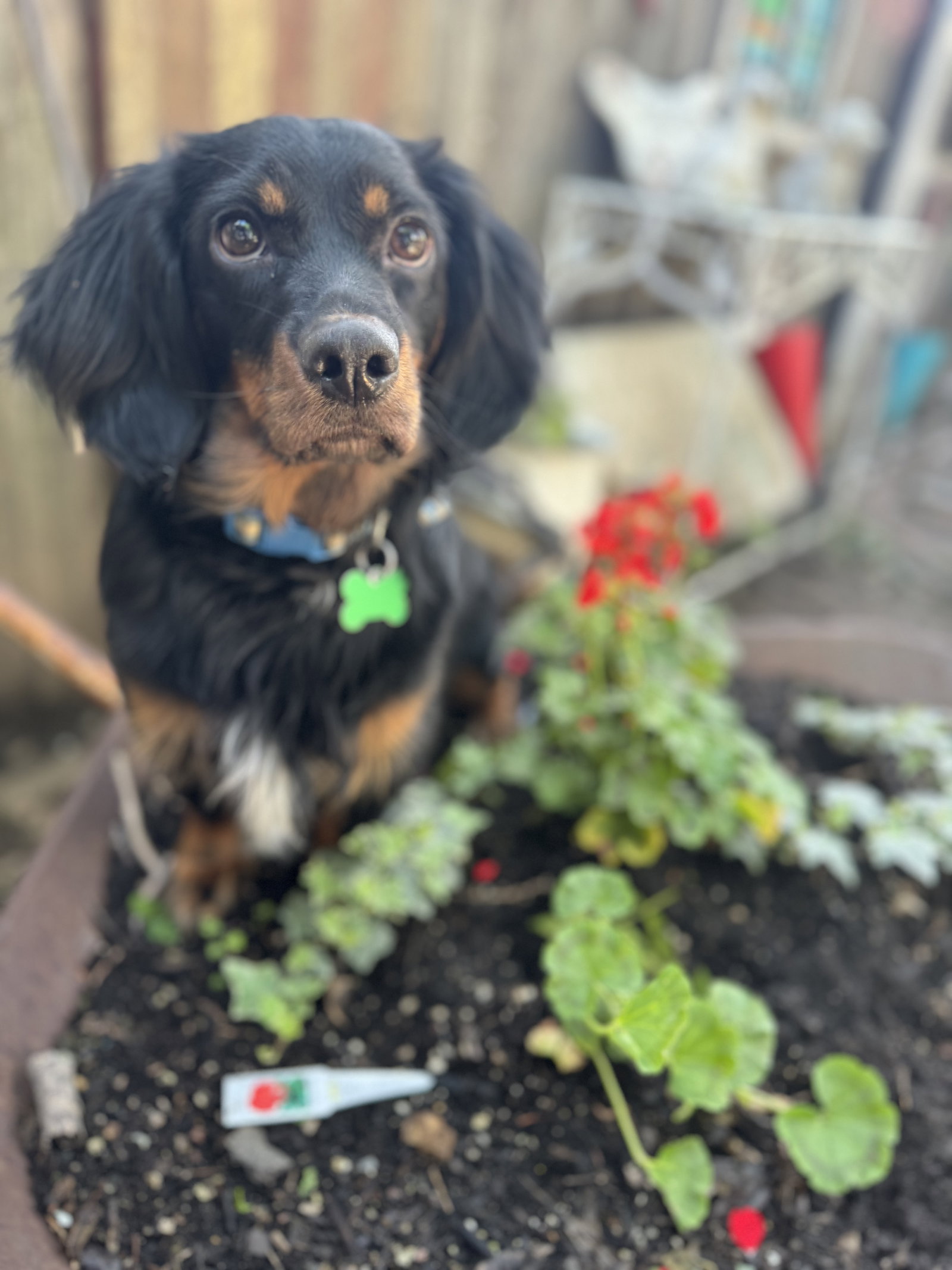 Dog for Adoption - Sam Elliott, a Dachshund in Sioux Falls, SD | Alpha Paw