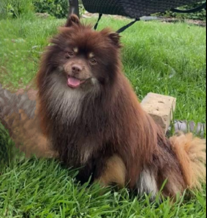 Chewy's Web Page
