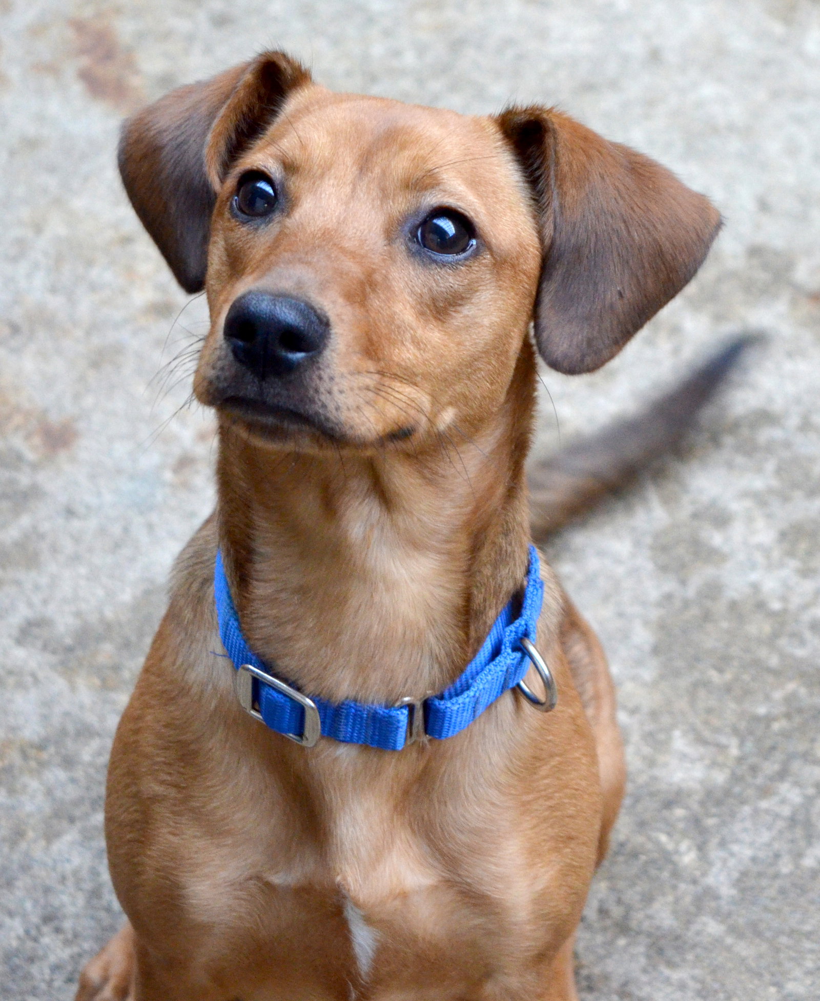 Dog for Adoption - 107820, a Jack Russell Terrier in Olympia, WA ...