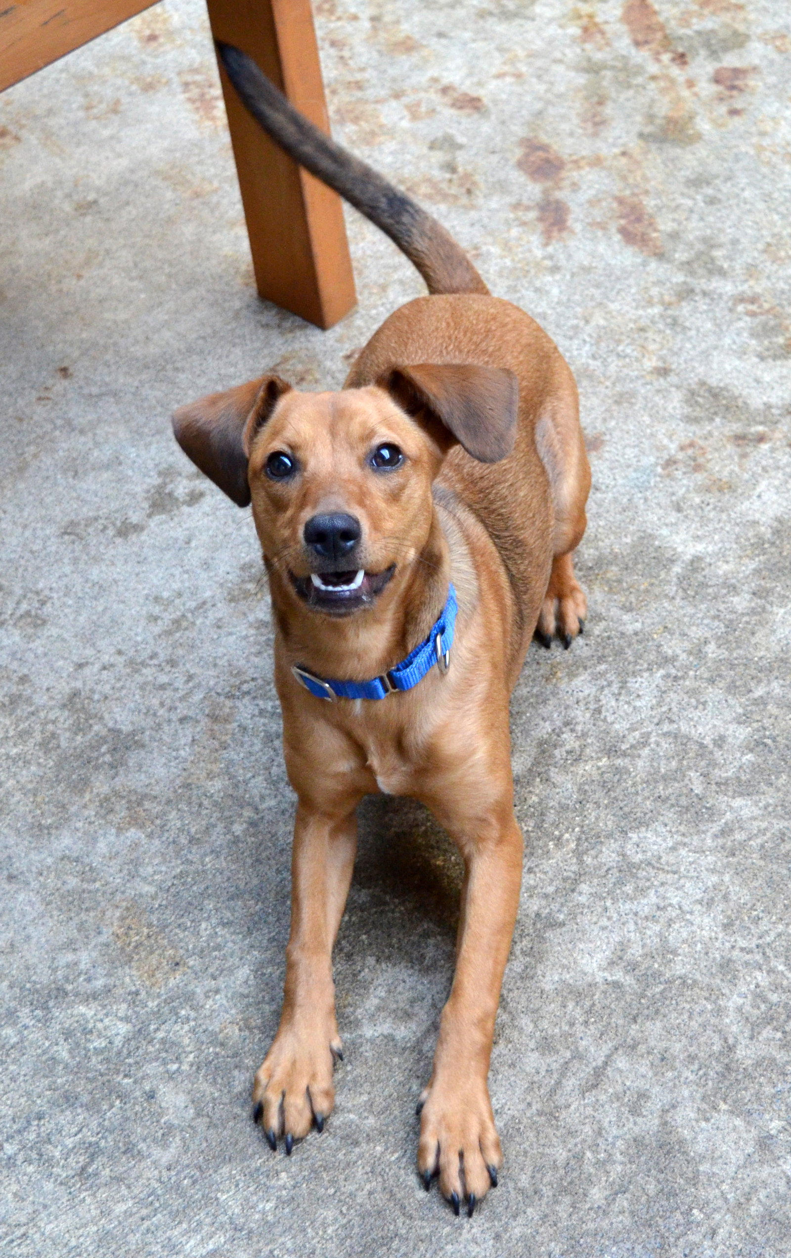 Dog for Adoption - 107820, a Jack Russell Terrier in Olympia, WA ...