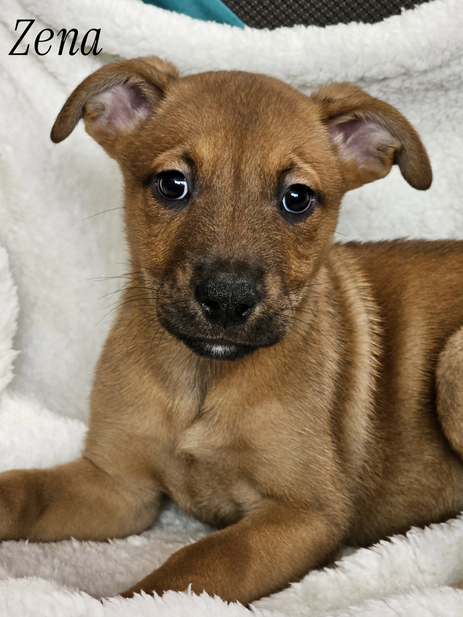 Dog for Adoption - Zena, a Labrador Retriever in Edwards Air Force Base ...