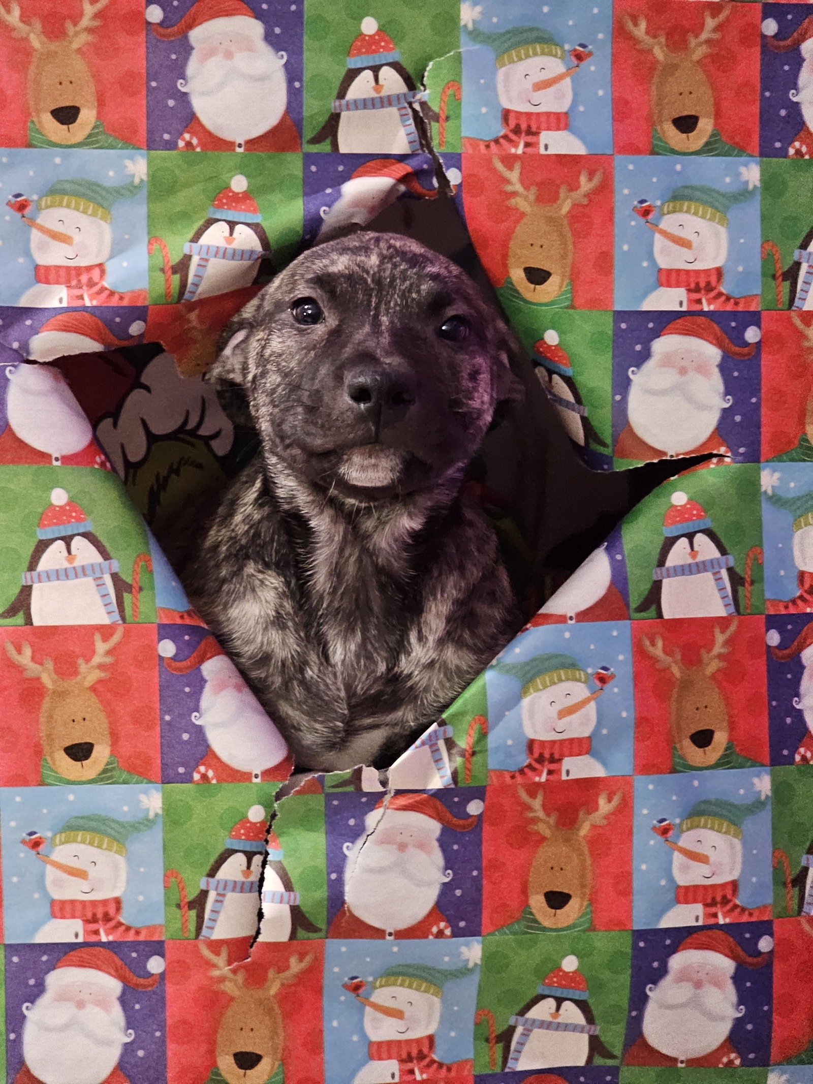 Dog for Adoption - Alvin, a Black Mouth Cur in Victorville, CA | Alpha Paw