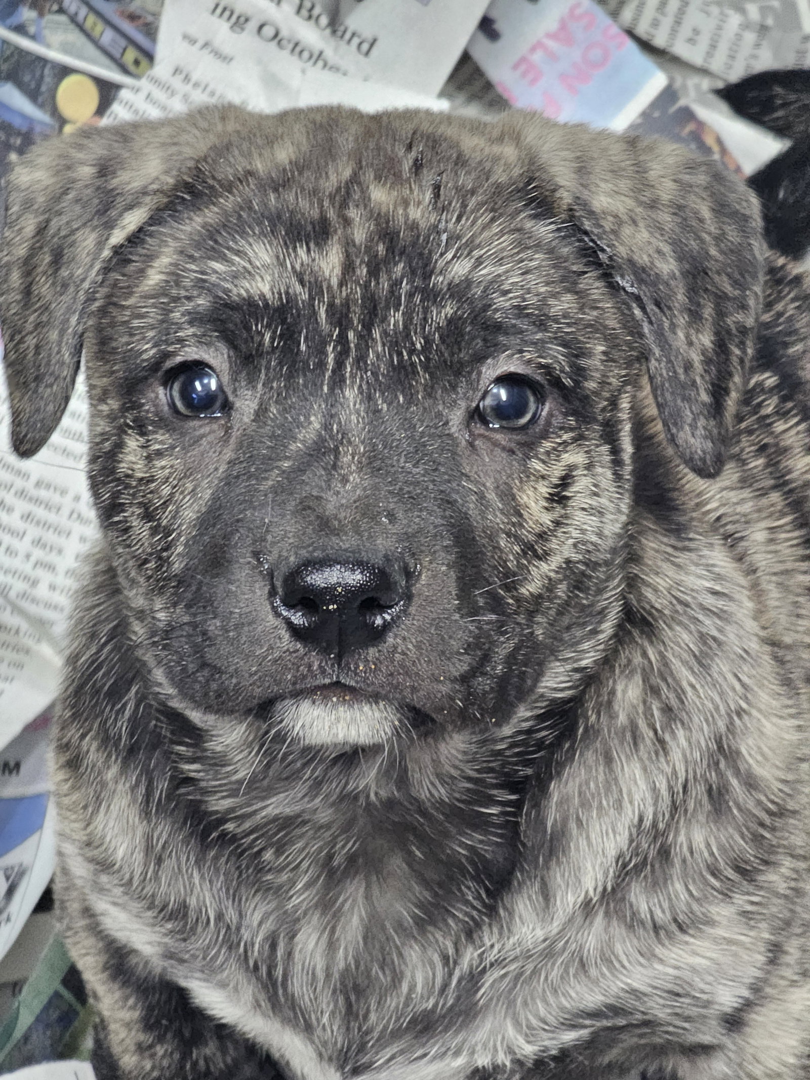 Dog for Adoption - Alvin, a Black Mouth Cur in Victorville, CA | Alpha Paw