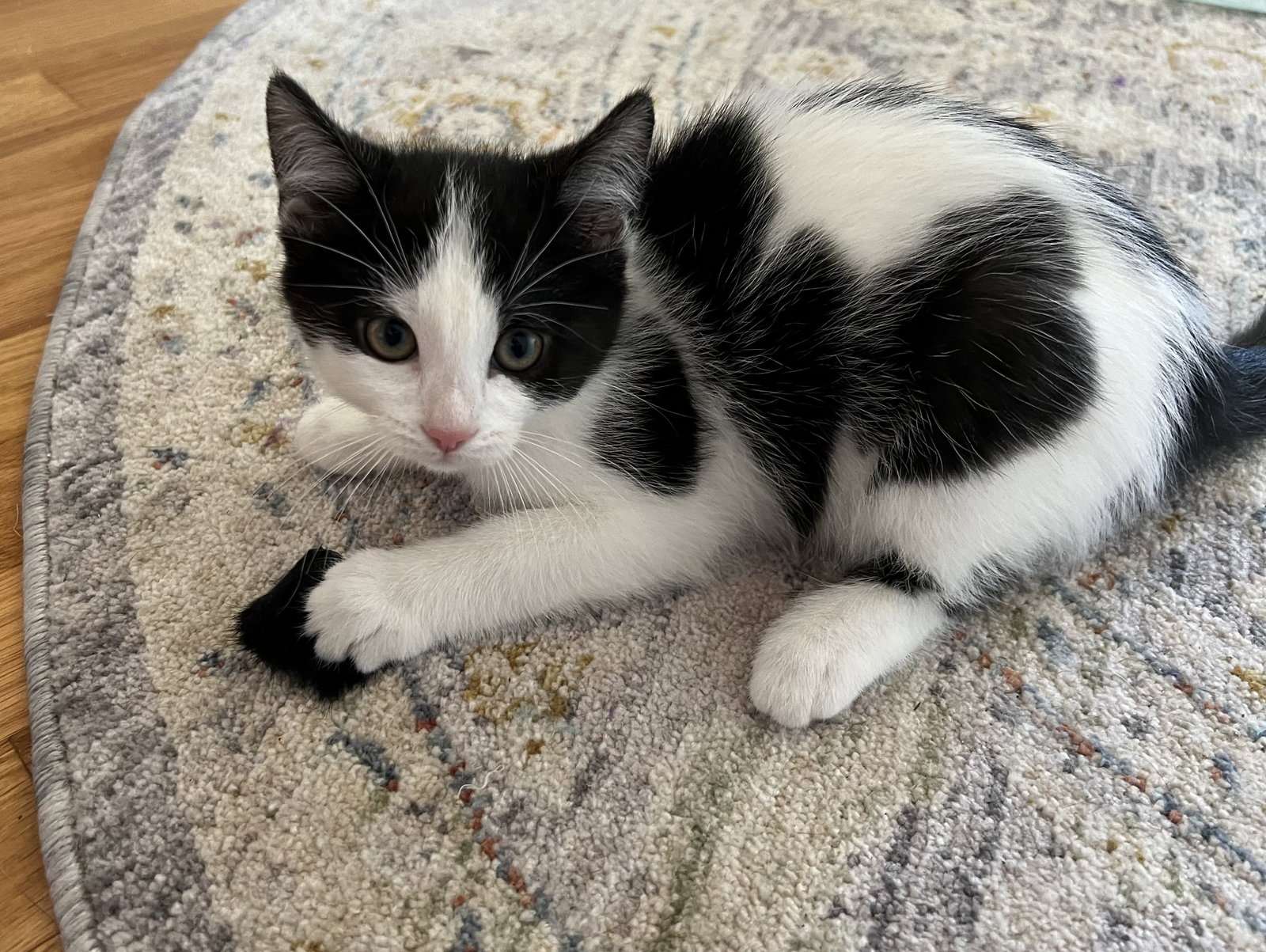 Cats for Adoption in Huber Heights, Ohio | Alpha Paw