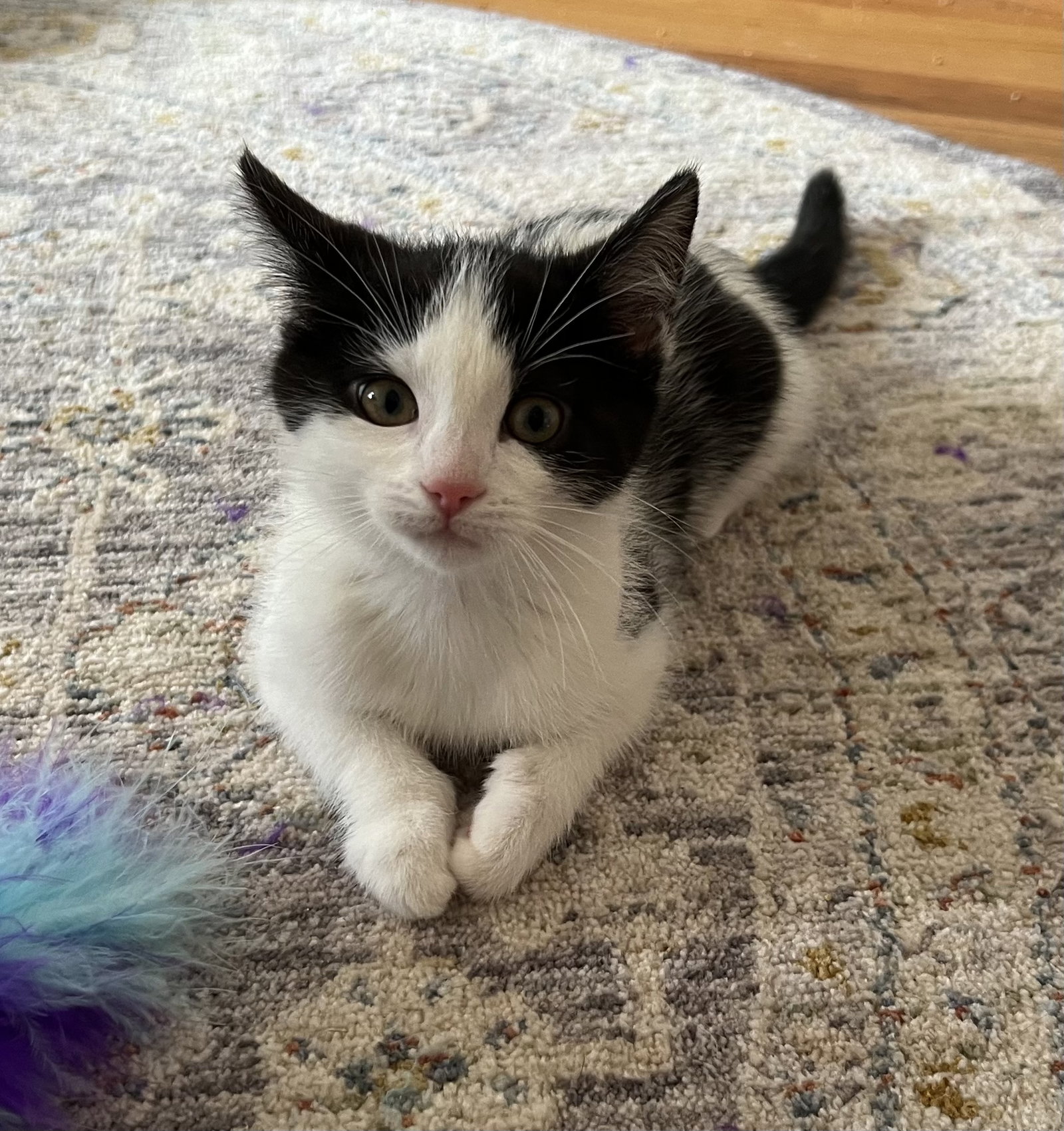 Cats for Adoption in Huber Heights, Ohio | Alpha Paw