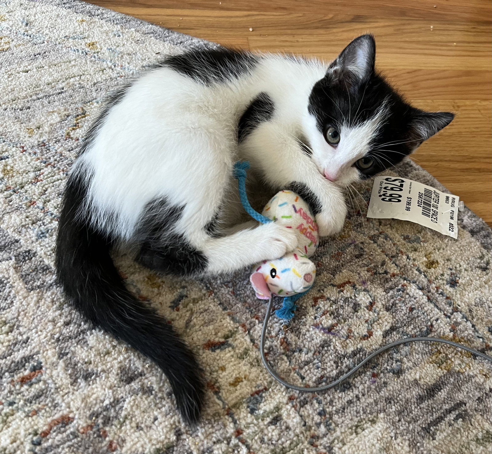 Cats for Adoption in Heath, Ohio | Alpha Paw