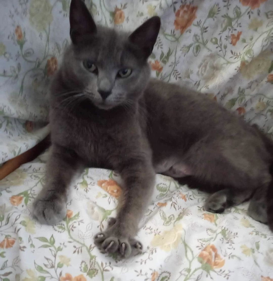 Cats for Adoption in Xenia, Ohio | Alpha Paw