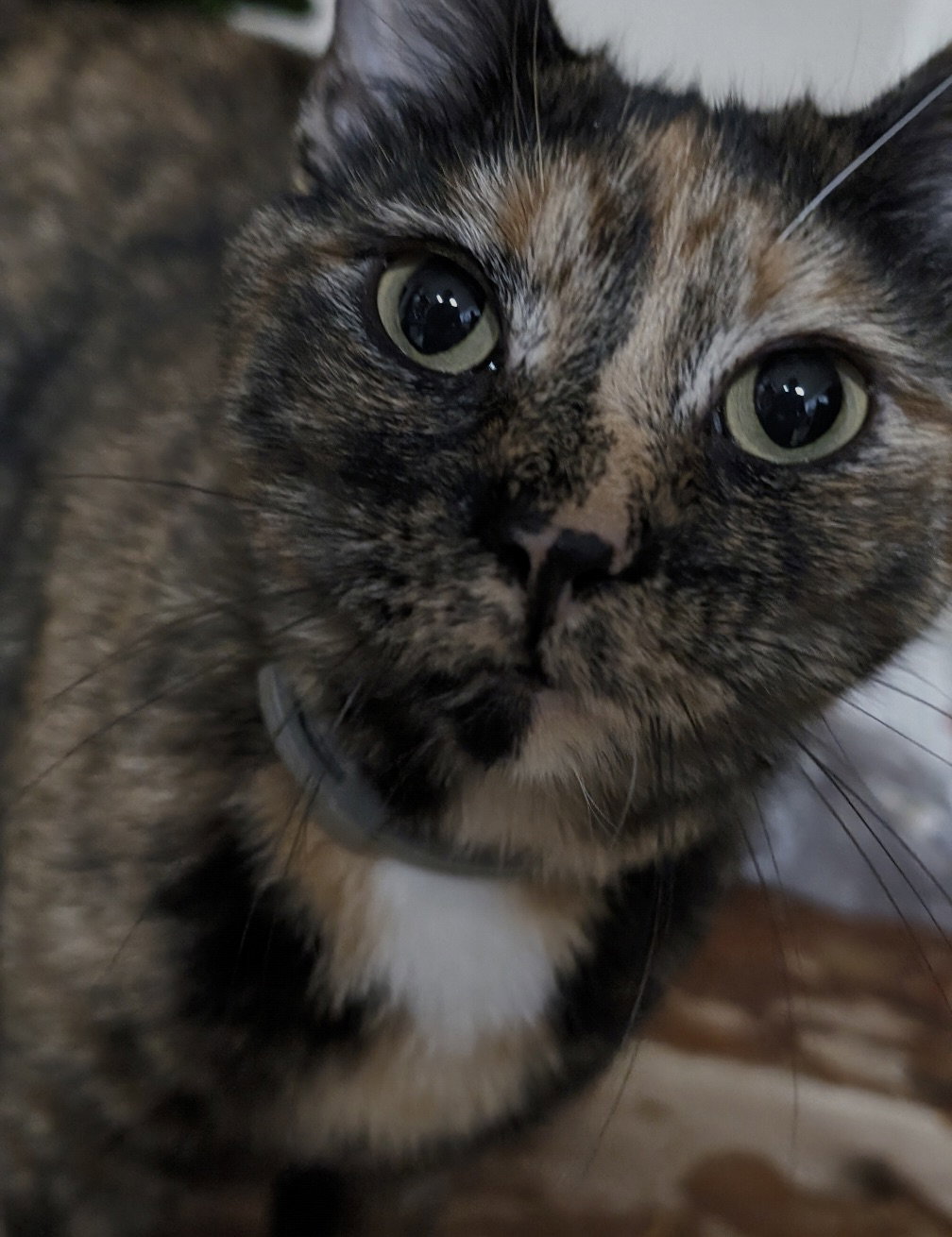 Cats for Adoption in Columbus, Ohio | Alpha Paw