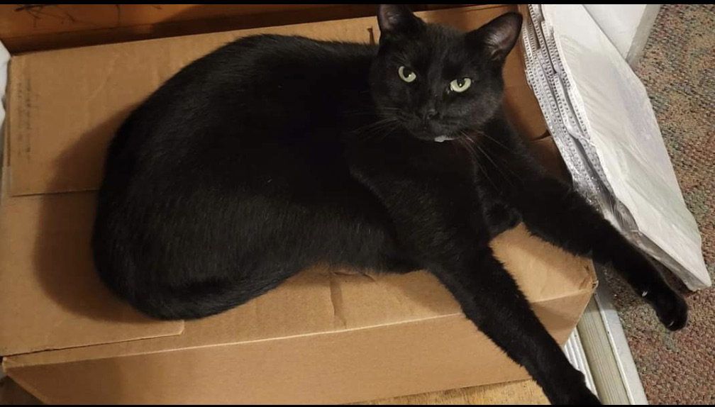 Cats for Adoption in Columbus, Ohio | Alpha Paw