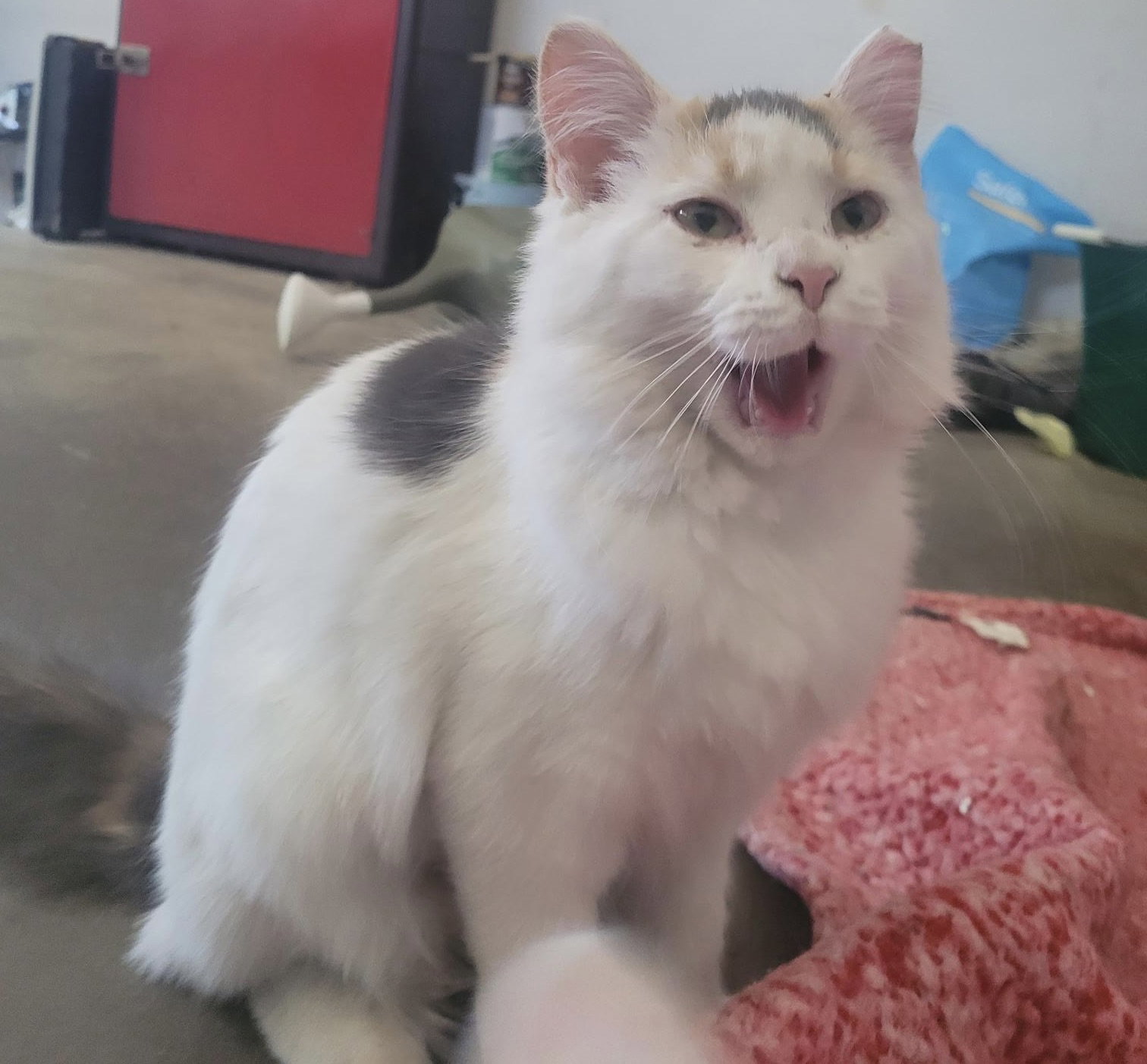 Cats for Adoption in Beavercreek, Ohio | Alpha Paw