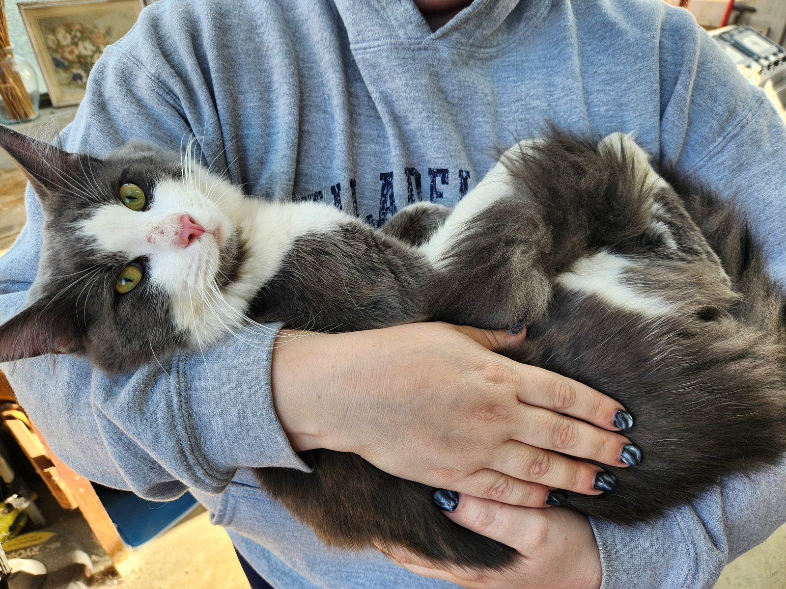 Cats for Adoption in Huber Heights, Ohio | Alpha Paw