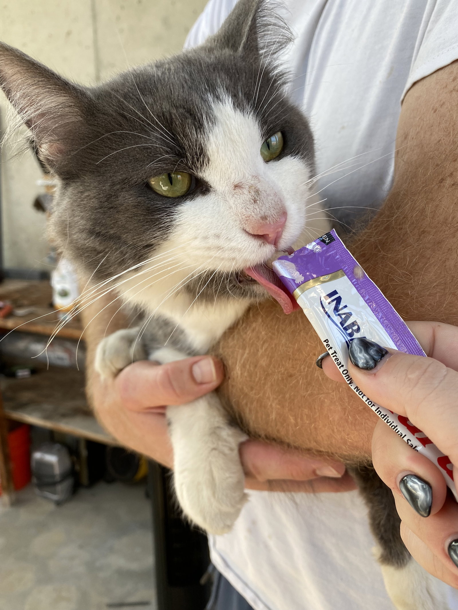 Cats for Adoption in Huber Heights, Ohio | Alpha Paw
