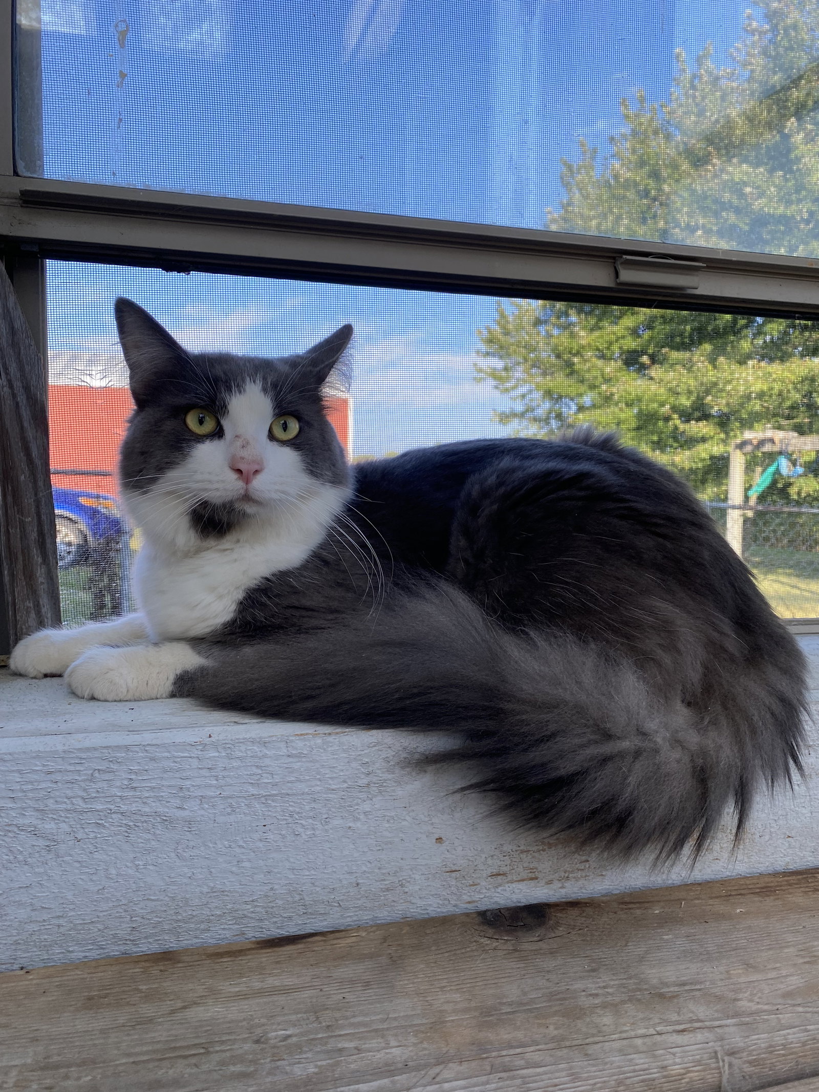 Cats for Adoption in Huber Heights, Ohio | Alpha Paw