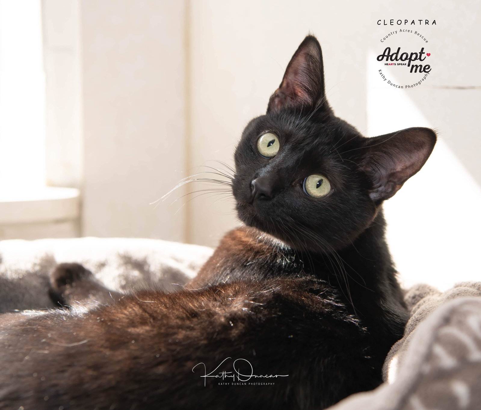 Cats for Adoption in Byrnes Mill, Missouri | Alpha Paw