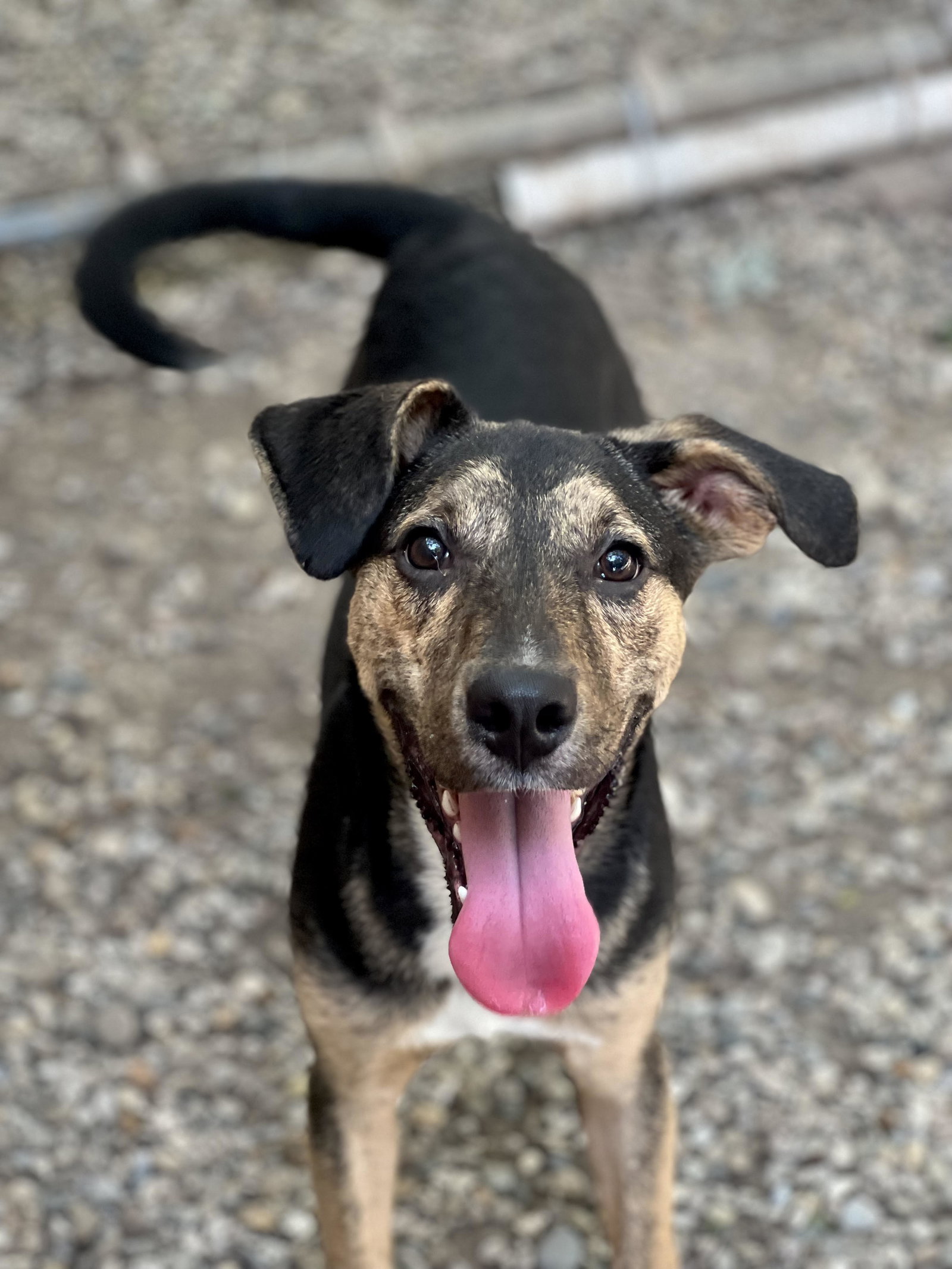 Dog adoption in Ballwin, MO 63011: Catahoula Leopard Dog / Mixed (short ...