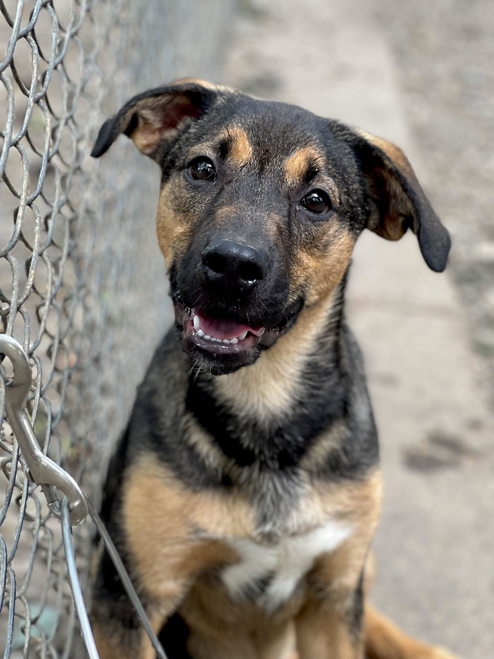 Dog adoption in Ballwin, MO 63011: Catahoula Leopard Dog / Mixed (short ...