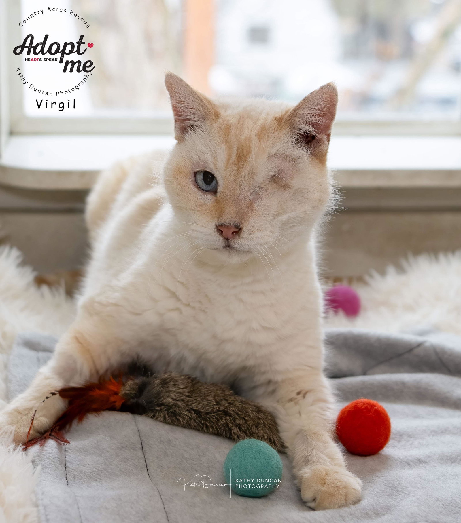 Cats for Adoption in City Of Saint Louis, Missouri | Alpha Paw