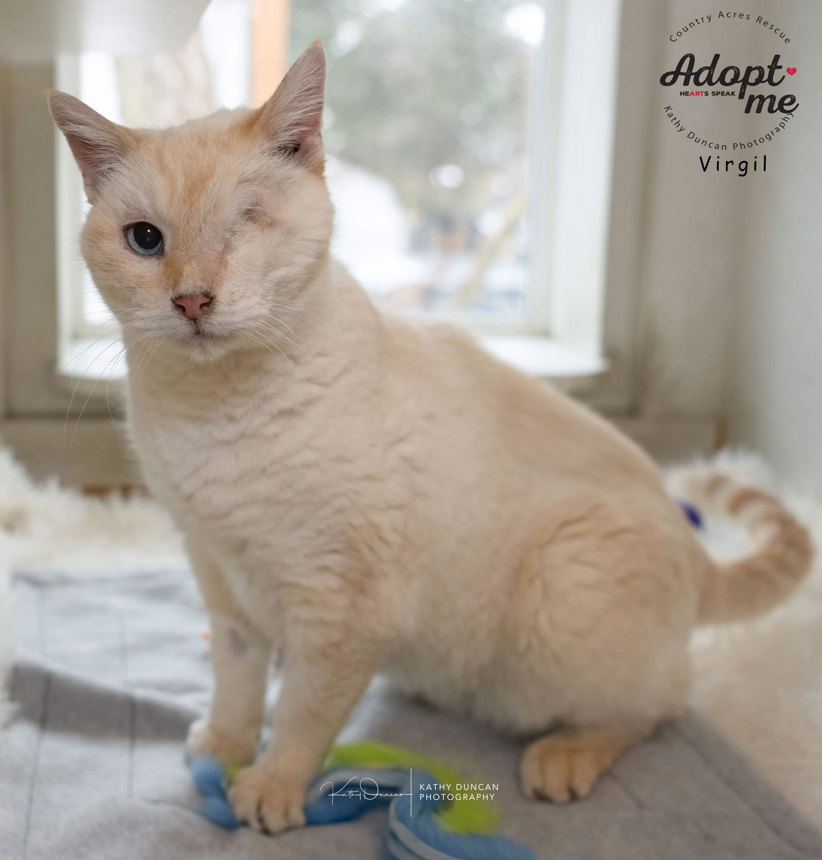 Cats for Adoption in City Of Saint Louis, Missouri | Alpha Paw