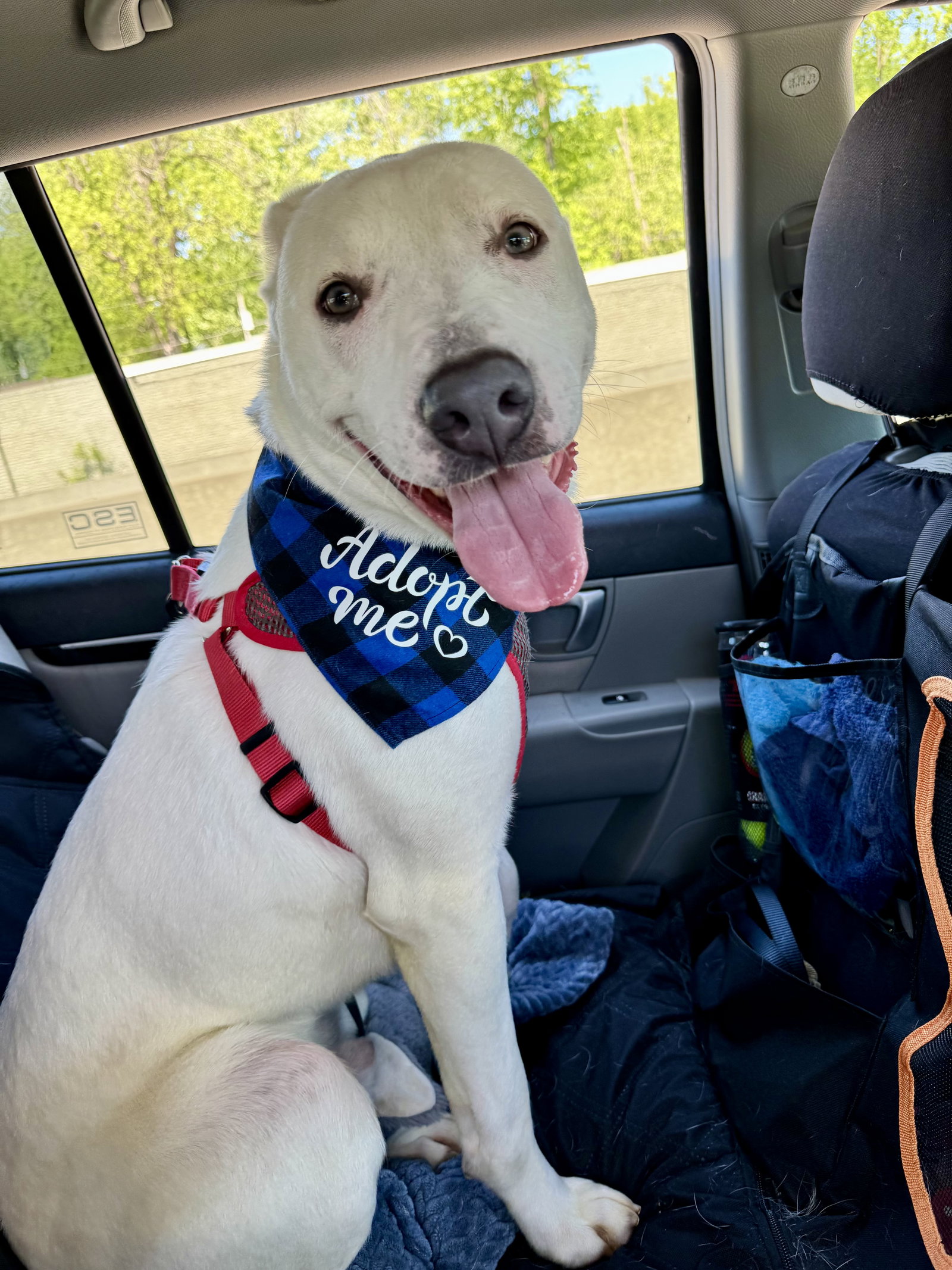 Dog for Adoption - Astro, a Labrador Retriever in Sunset Hills, MO ...