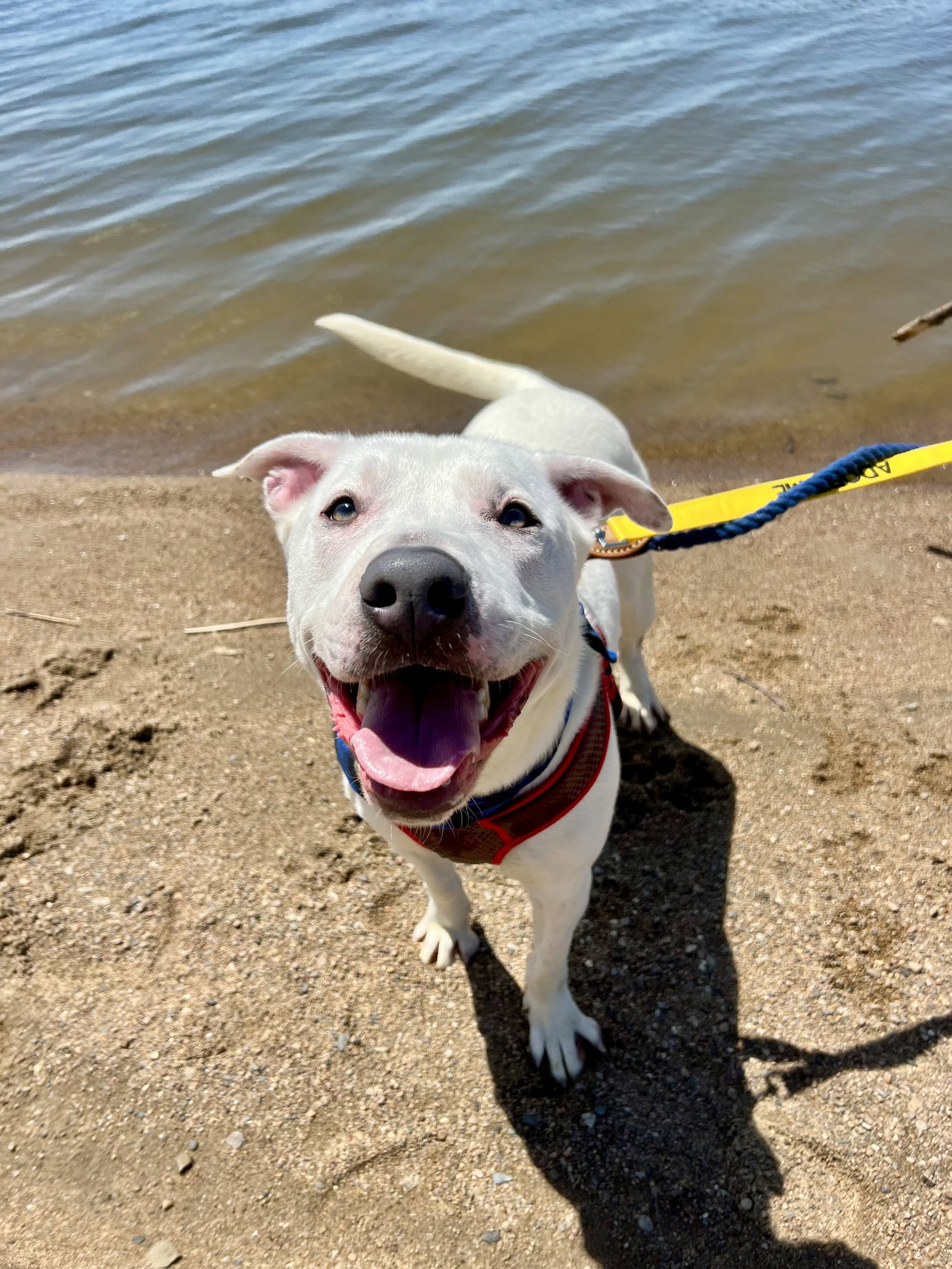 Dog for Adoption - Astro, a Labrador Retriever in Sunset Hills, MO ...