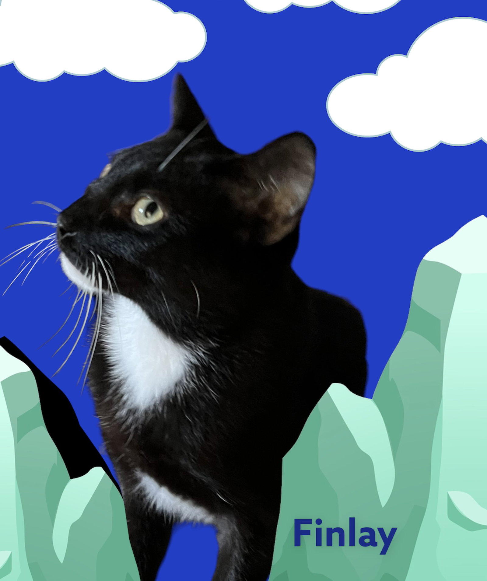 Cats for Adoption in Surfside, Florida | Alpha Paw