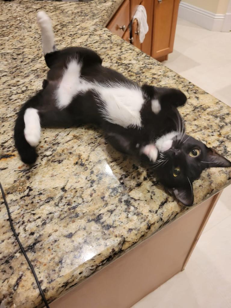 Cats for Adoption in Surfside, Florida | Alpha Paw