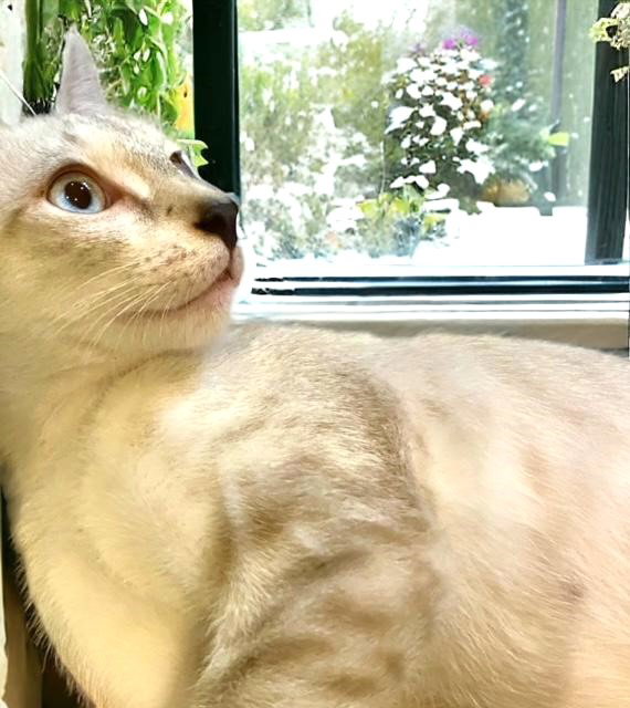 Cats for Adoption in Margate, Florida | Alpha Paw