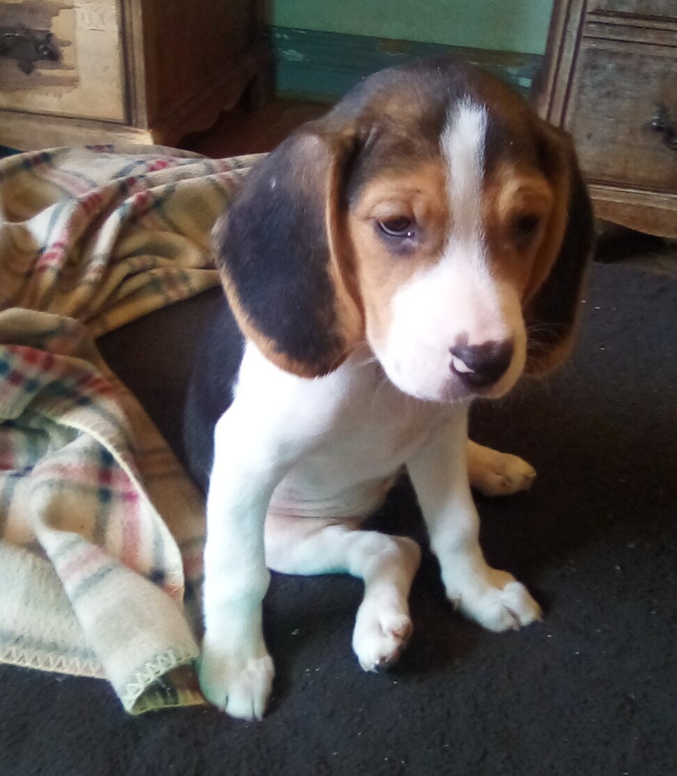 Dog for Adoption - Amanda Thripp - Adopted 3-5-23! Miss Honey's pups, a ...