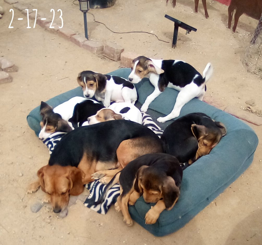 Dog for Adoption - Amanda Thripp - Adopted 3-5-23! Miss Honey's pups, a ...
