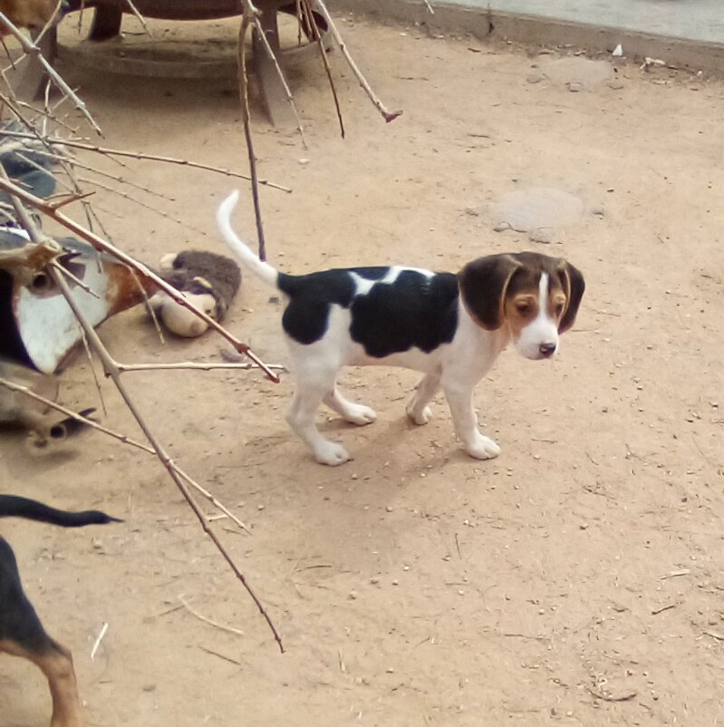 Dog for Adoption - Amanda Thripp - Adopted 3-5-23! Miss Honey's pups, a ...