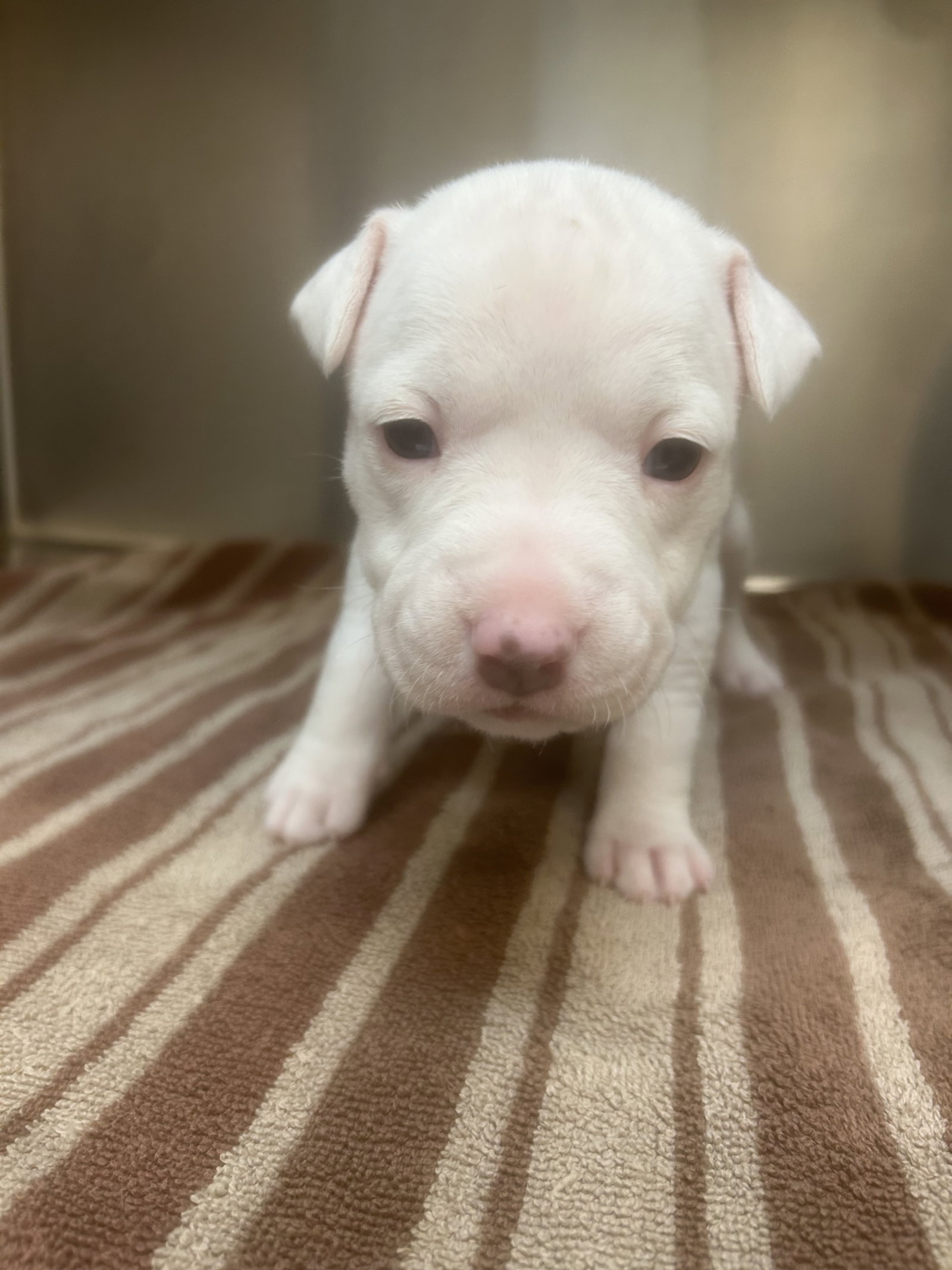 Dog for Adoption - Sugar, a Pit Bull Terrier in City Of Fairfax, VA ...