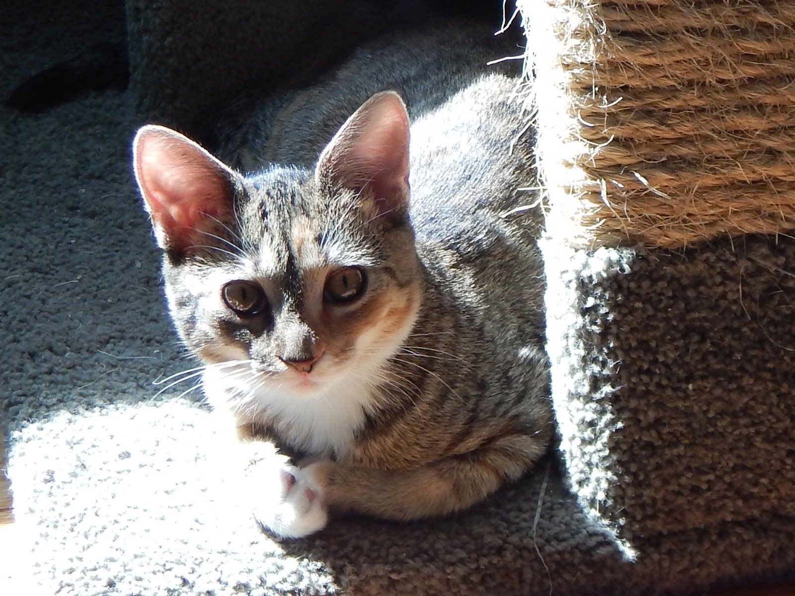 Cats for Adoption in Dumfries, Virginia | Alpha Paw