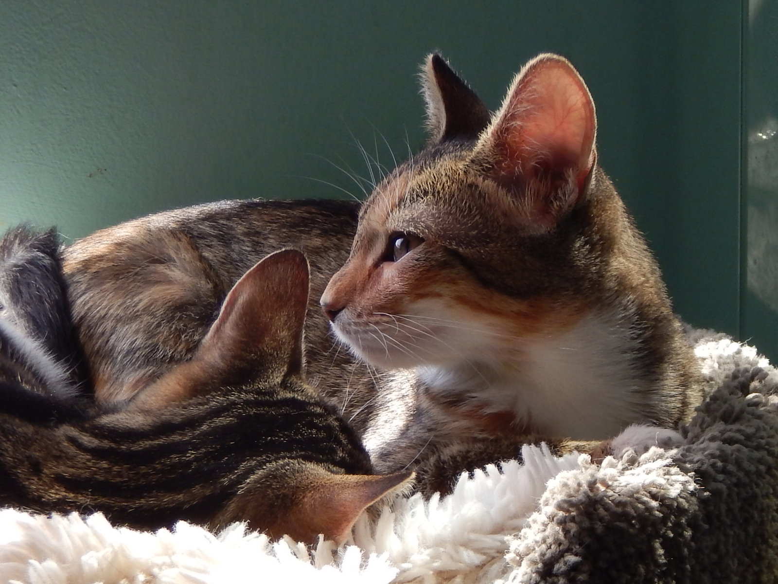Cats for Adoption in Dumfries, Virginia | Alpha Paw