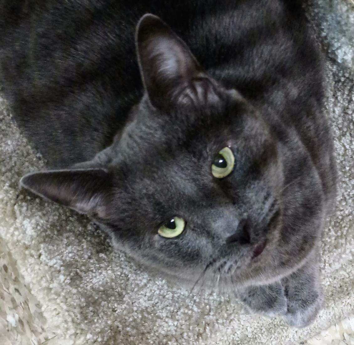 Cat adoption in Herndon, VA 20172: Russian Blue / Mixed (short coat ...