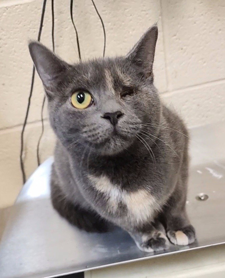 Cat adoption in Herndon, VA 20172: Domestic Short Hair / Russian Blue ...