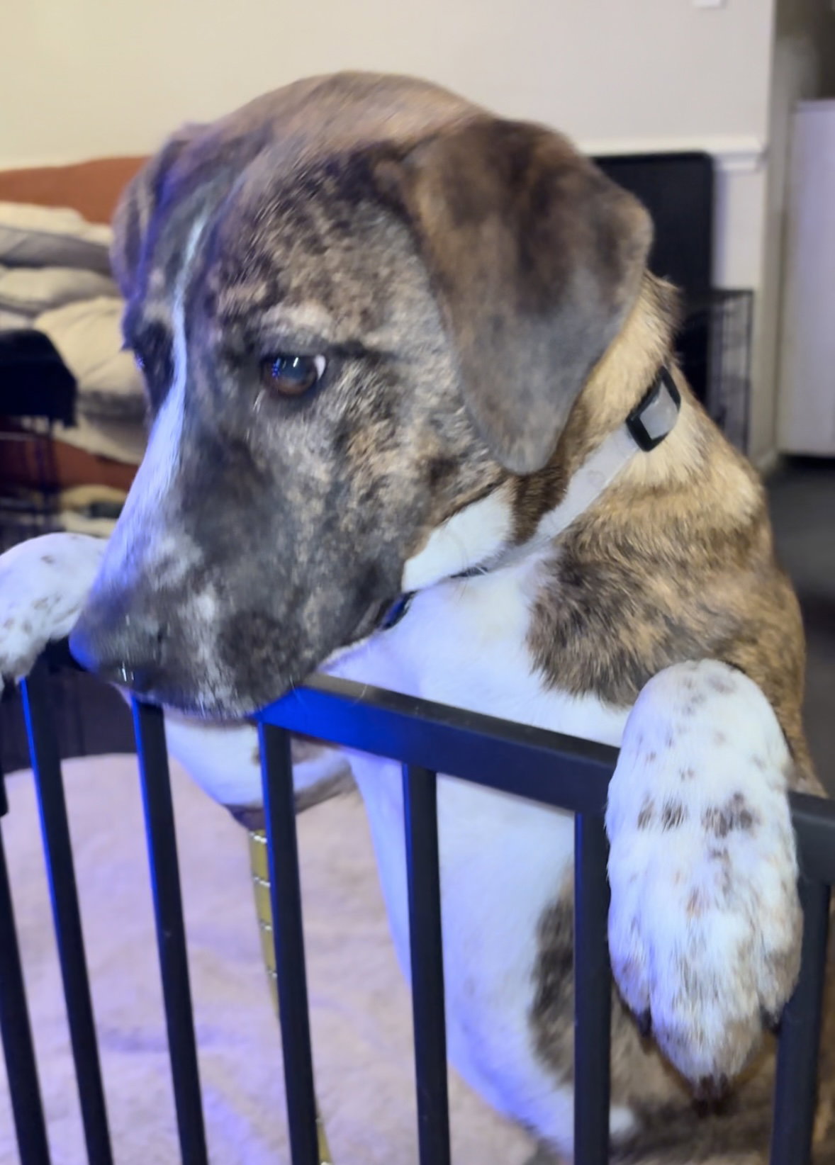 Dog for Adoption - Bear, a Boxer in Prince Georges County, MD | Alpha Paw
