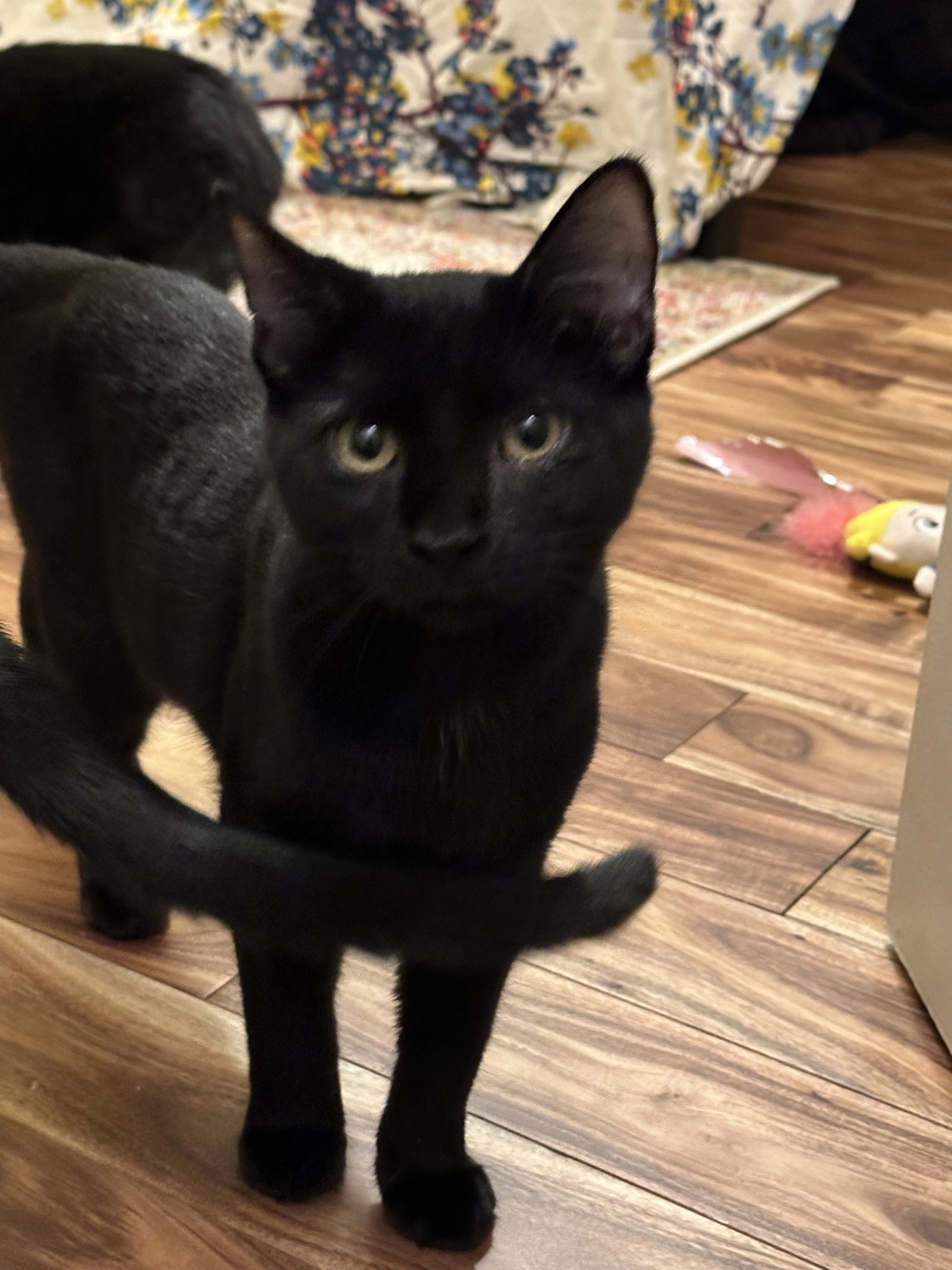 Cats for Adoption in Prince Georges County, Maryland | Alpha Paw
