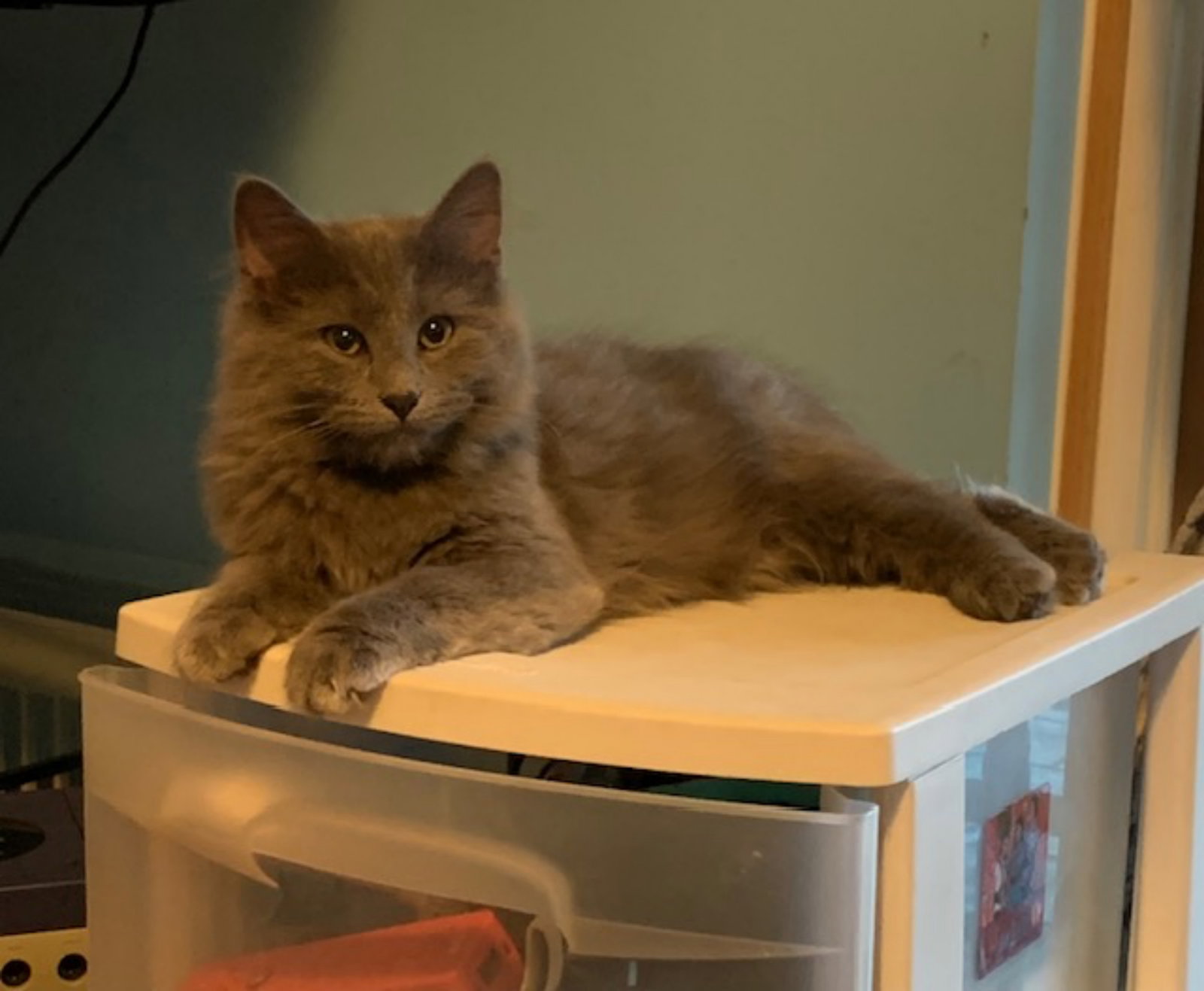 Cat adoption in Herndon, VA 20172: Domestic Medium Hair (medium coat ...