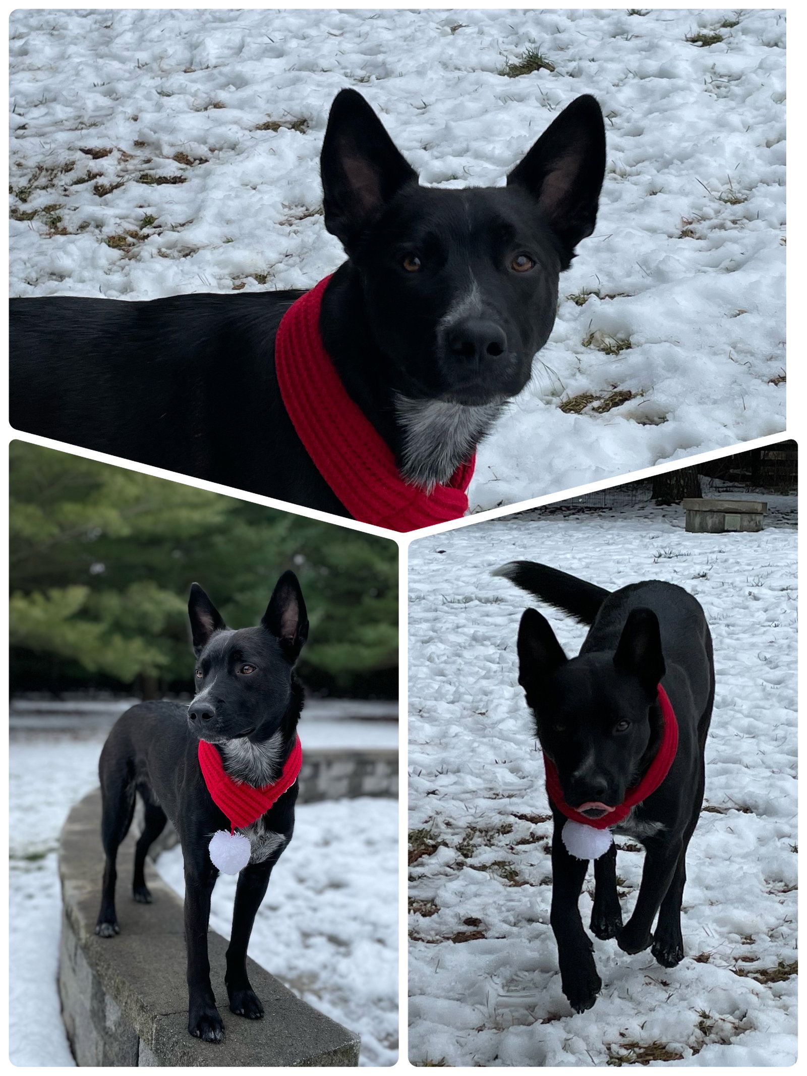 Dog for Adoption - Cole, a Shepherd in Prince Georges County, MD ...