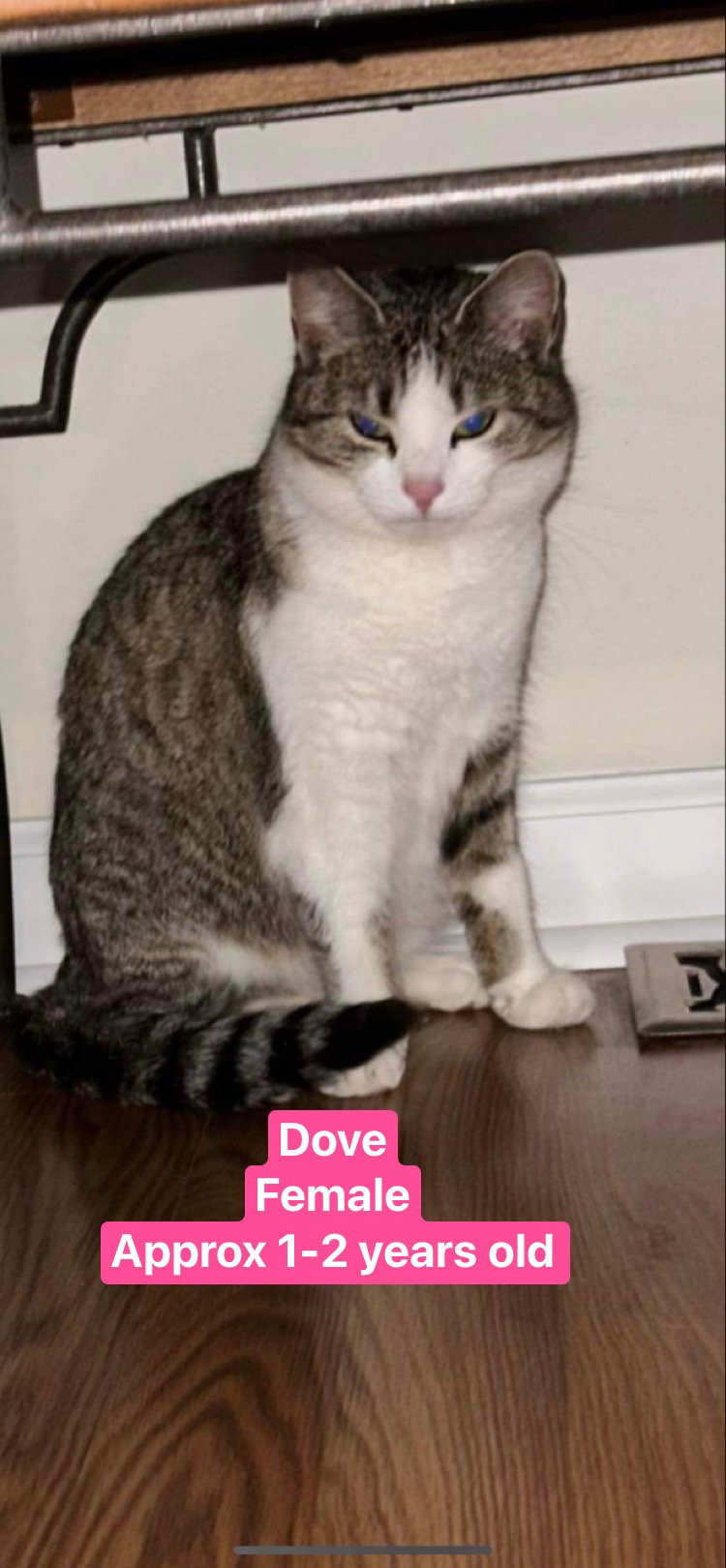 Cats for Adoption in Ashburn, Virginia | Alpha Paw