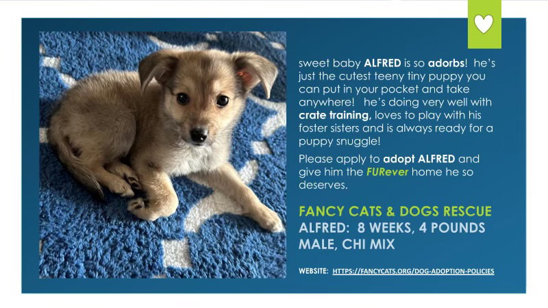 Dog for Adoption - Alfred, a Chihuahua in Prince Georges County, MD ...