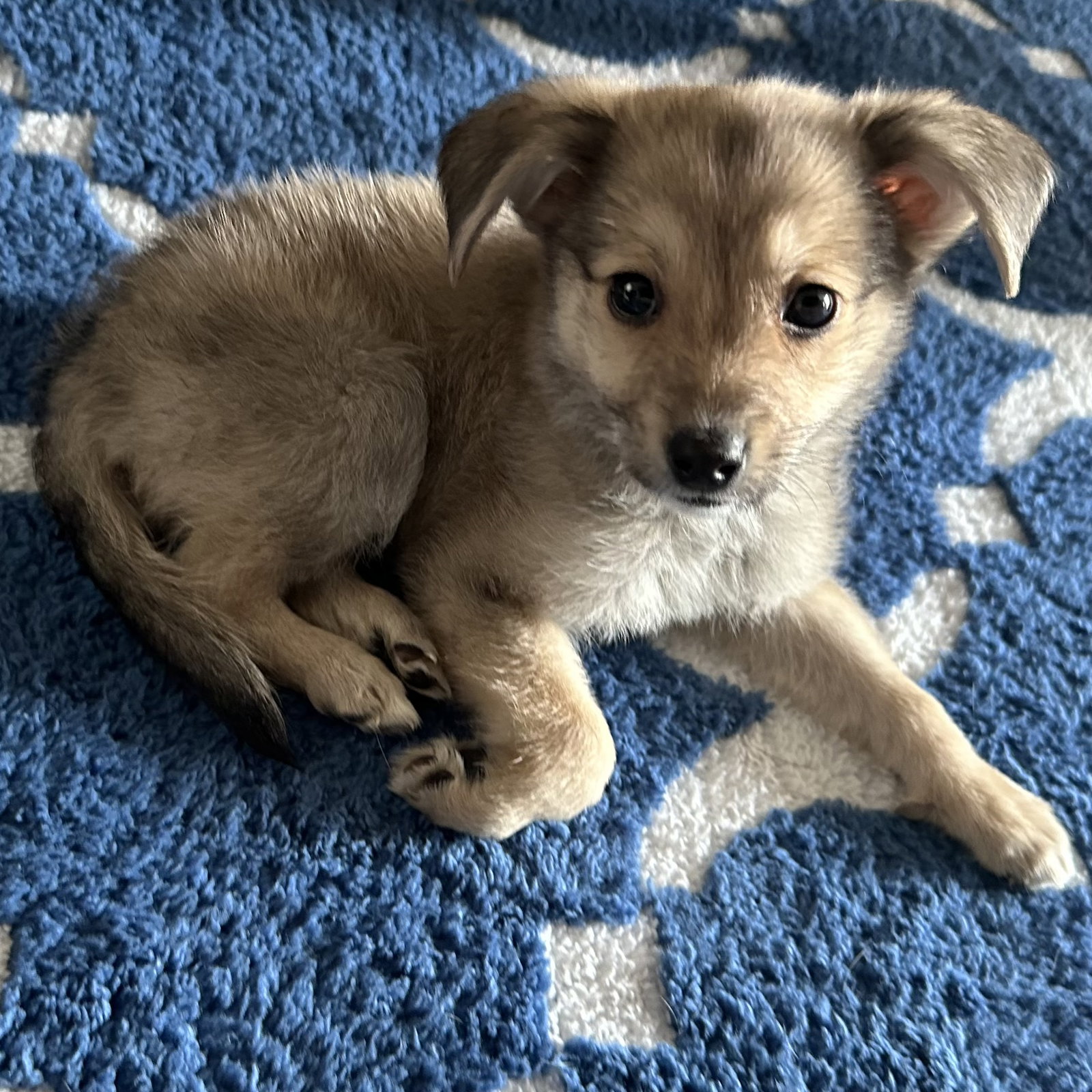 Dog for Adoption - Alfred, a Chihuahua in Prince Georges County, MD ...