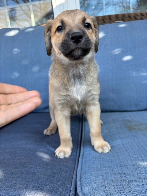 Dog for Adoption - Wallace, a Shepherd in City Of Winchester, VA ...