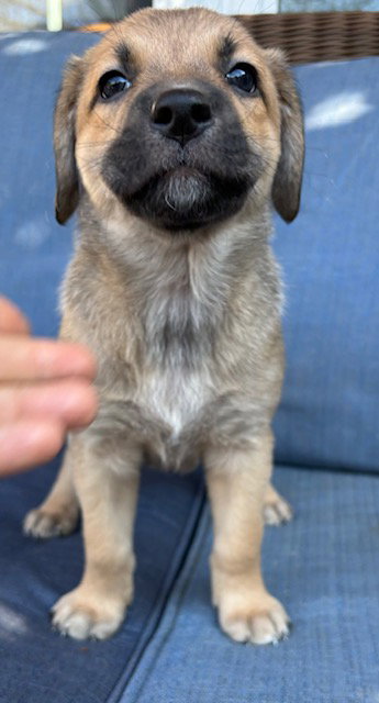 Dog for Adoption - Wallace, a Shepherd in City Of Winchester, VA ...