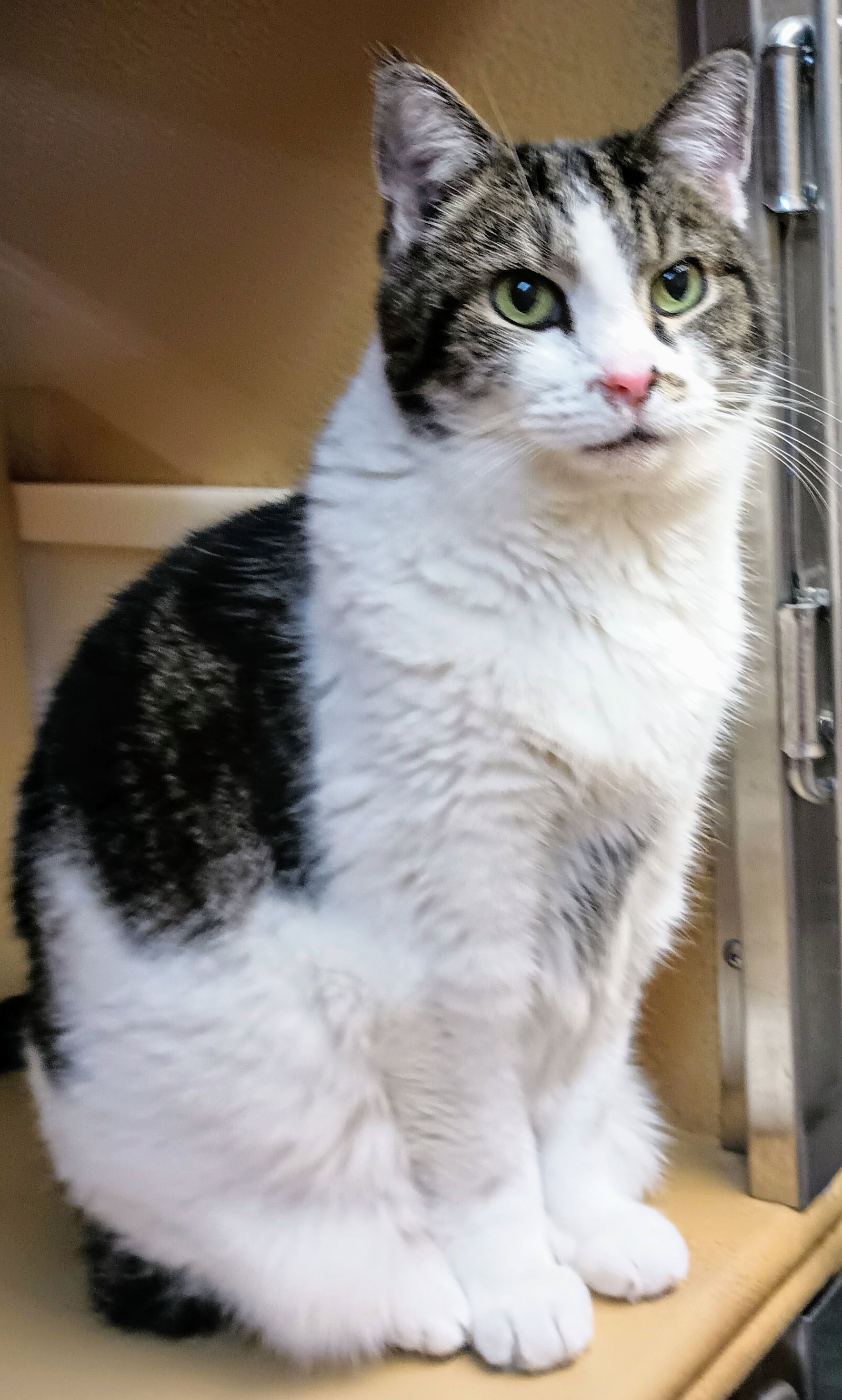 Cats for Adoption in Stafford, Virginia | Alpha Paw