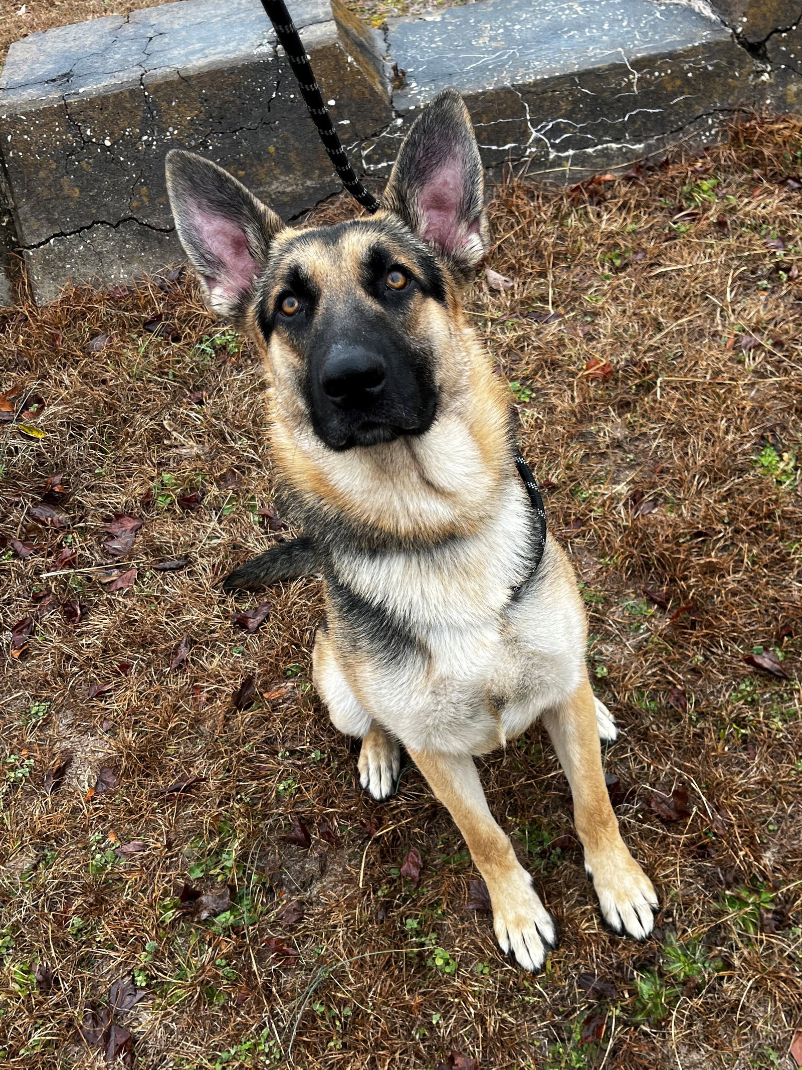 Dog for Adoption - Delta (CL), a German Shepherd Dog in Raleigh, NC ...