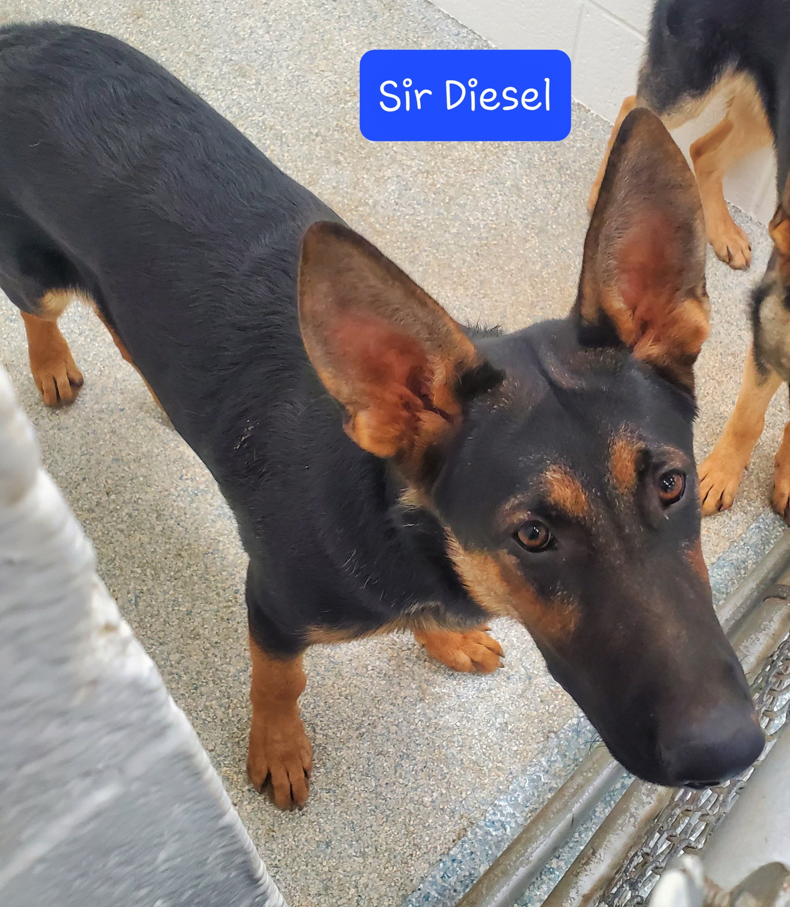 Dog for Adoption - Sir Diesel (CL), a German Shepherd Dog in Raleigh ...