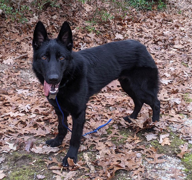 Dog for Adoption - Paw Revere (CL), a German Shepherd Dog in Raleigh ...