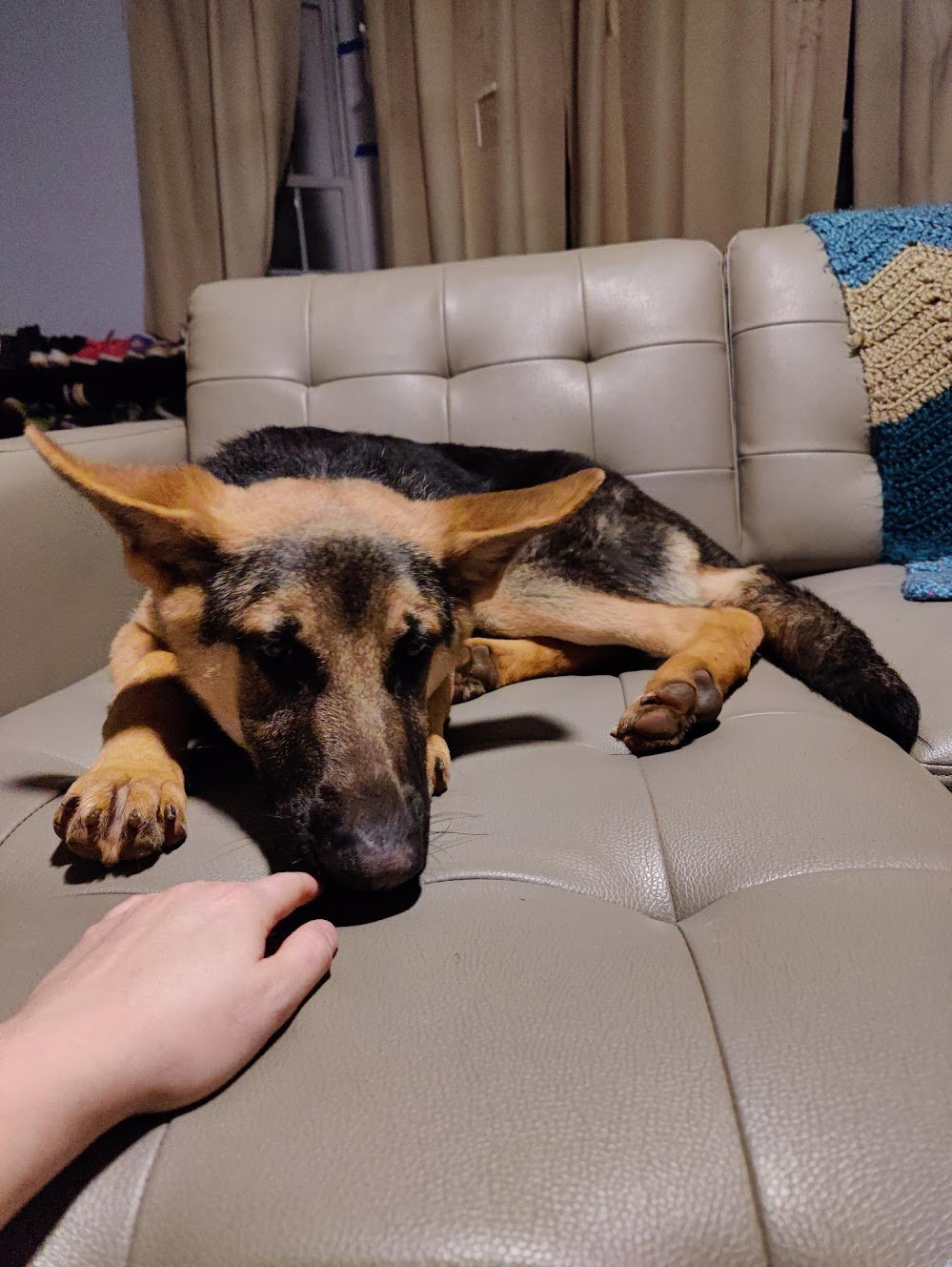 Dog for Adoption - Ruger (CL), a German Shepherd Dog in Durham, NC ...